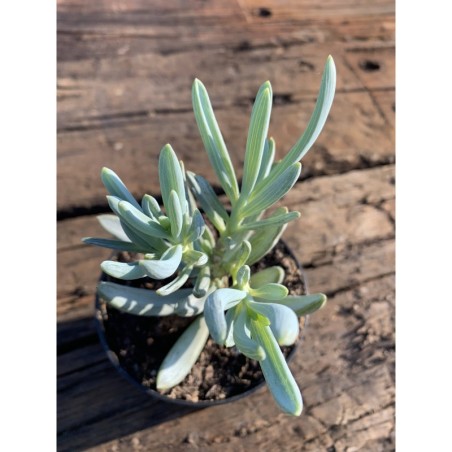 Senecio Repens