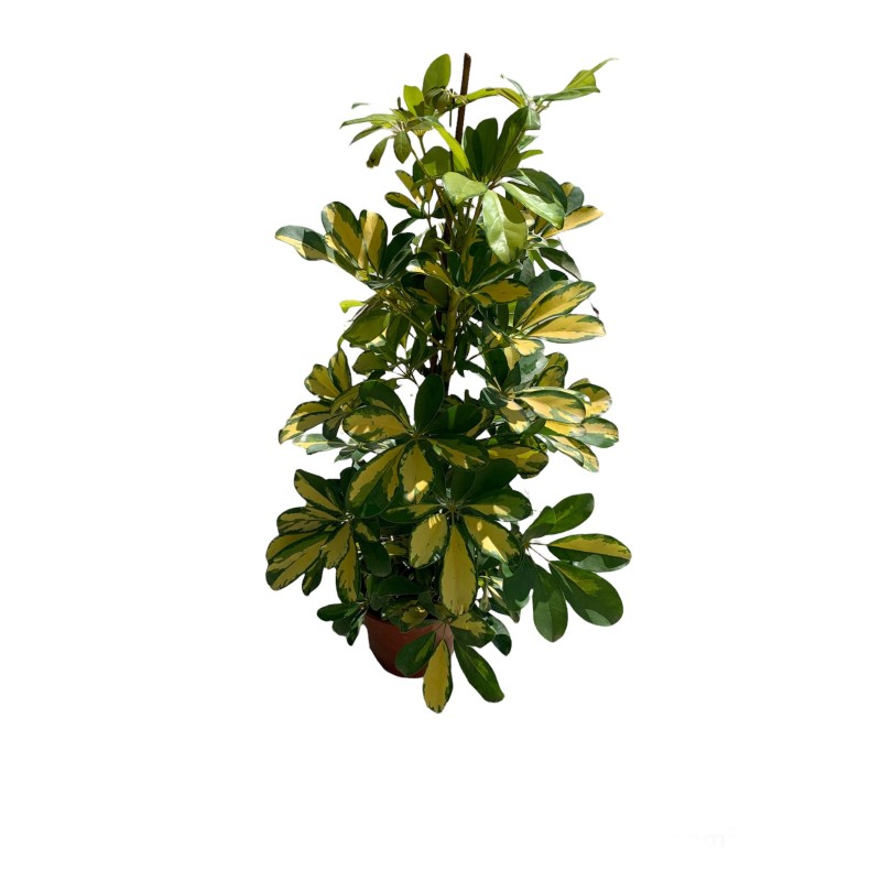 Schefflera Gold Capella